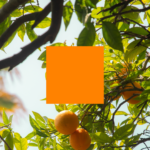 Orange Color Psychology in branding: Energetic and accessible
